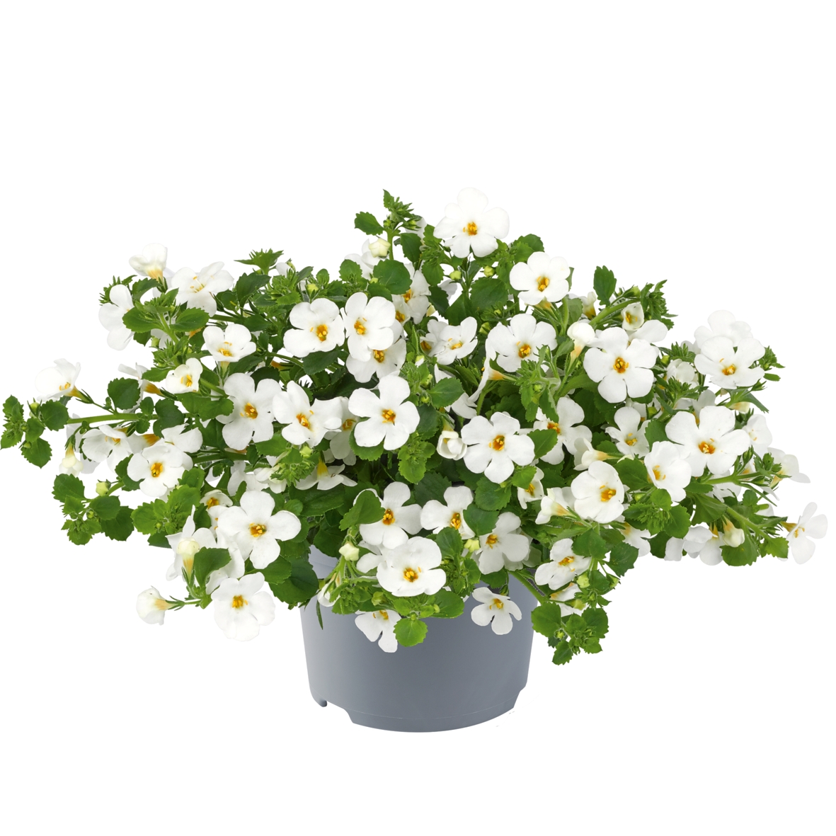 Bacopa Sutera diffusus Scopia® Compact White | Gardenhouse.sk