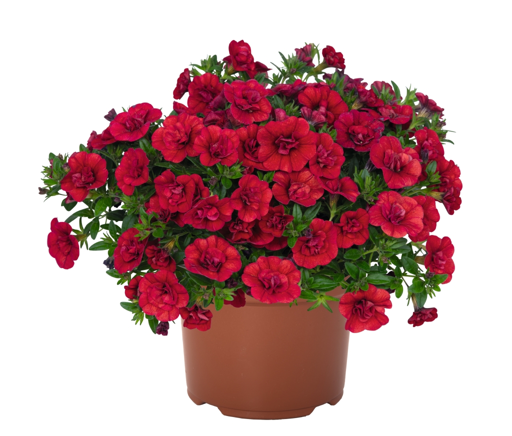 Calibrachoa Aloha Double Red | Gardenhouse.sk