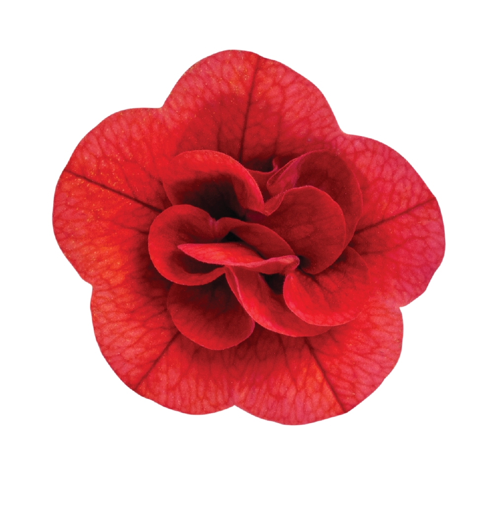 Calibrachoa Aloha Double Red | Gardenhouse.sk