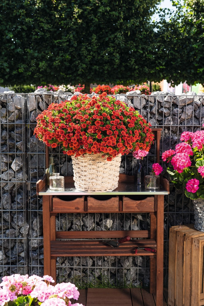 Calibrachoa Aloha Double Red | Gardenhouse.sk