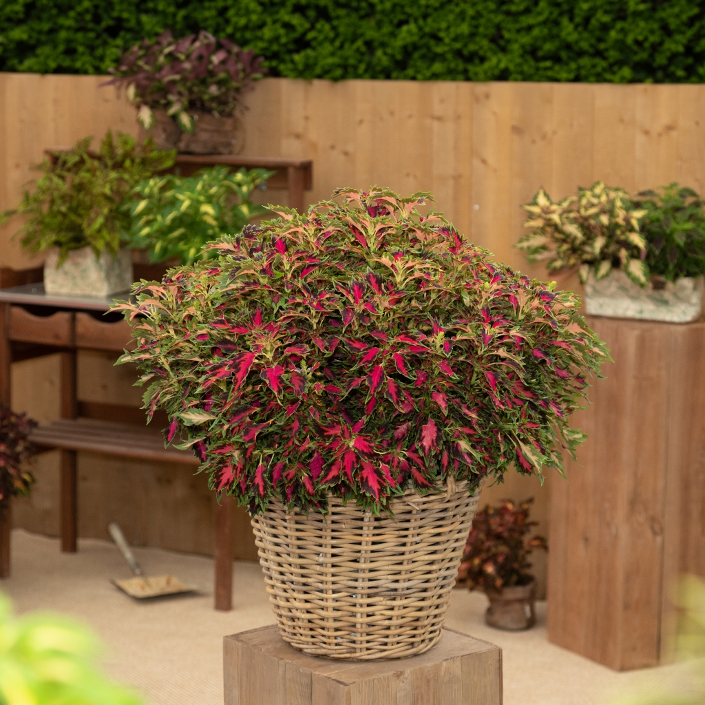 Coleus Down Town Vegas Neon | Gardenhouse.sk