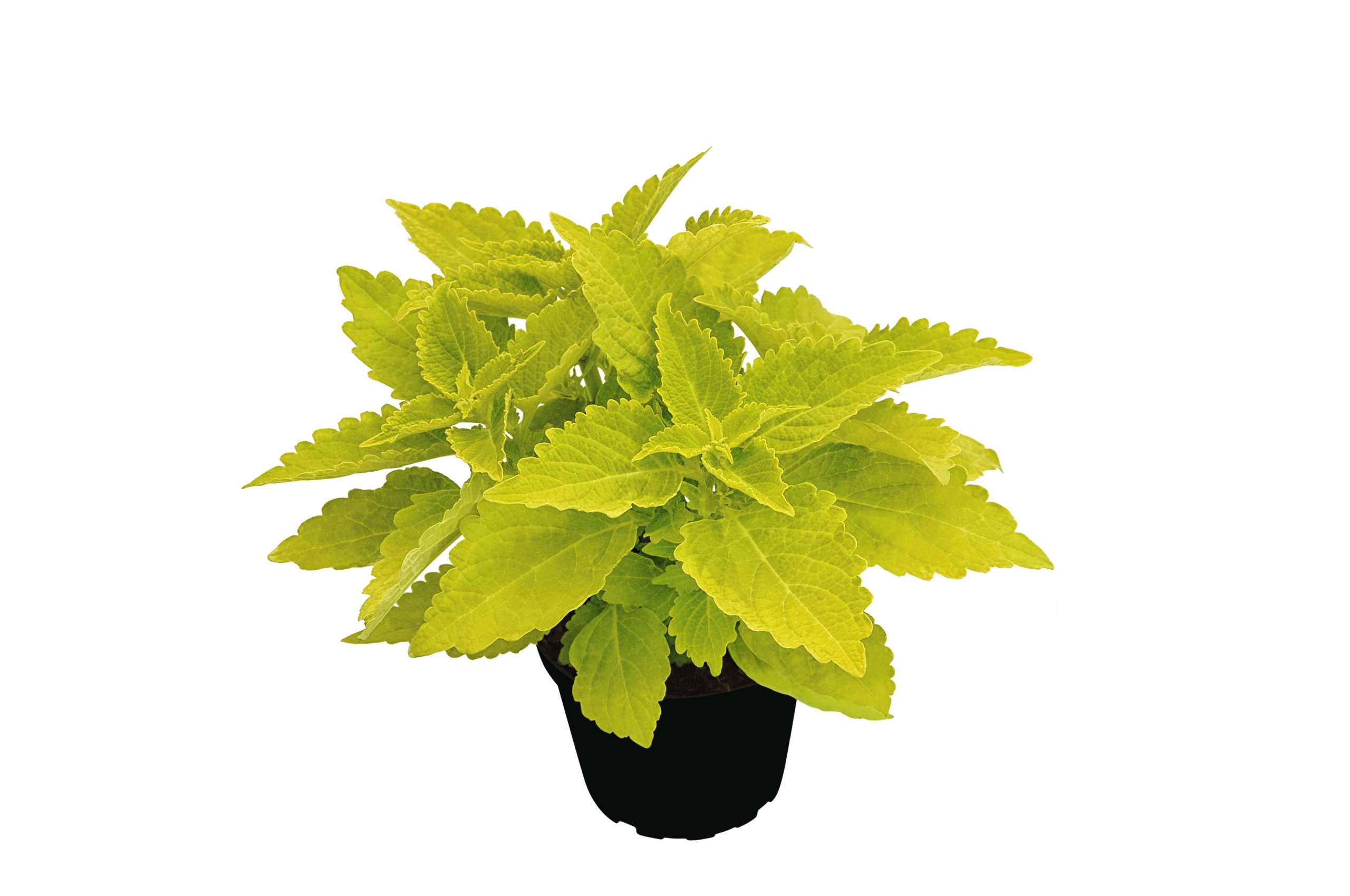 Coleus Lime Time | Gardenhouse.sk