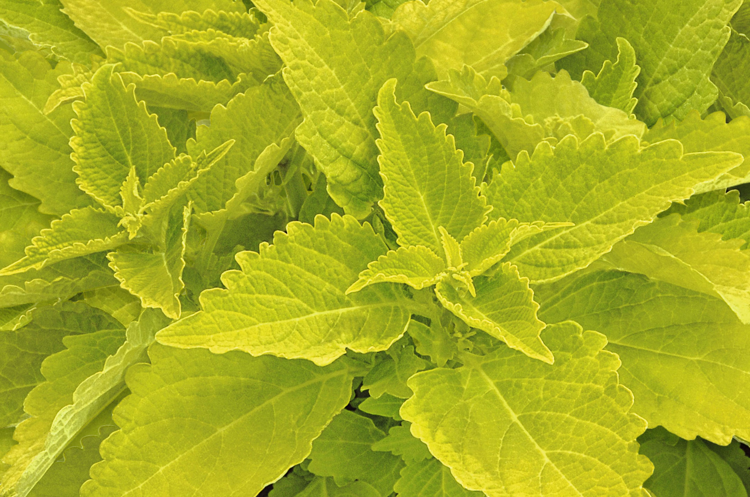 Coleus Lime Time | Gardenhouse.sk