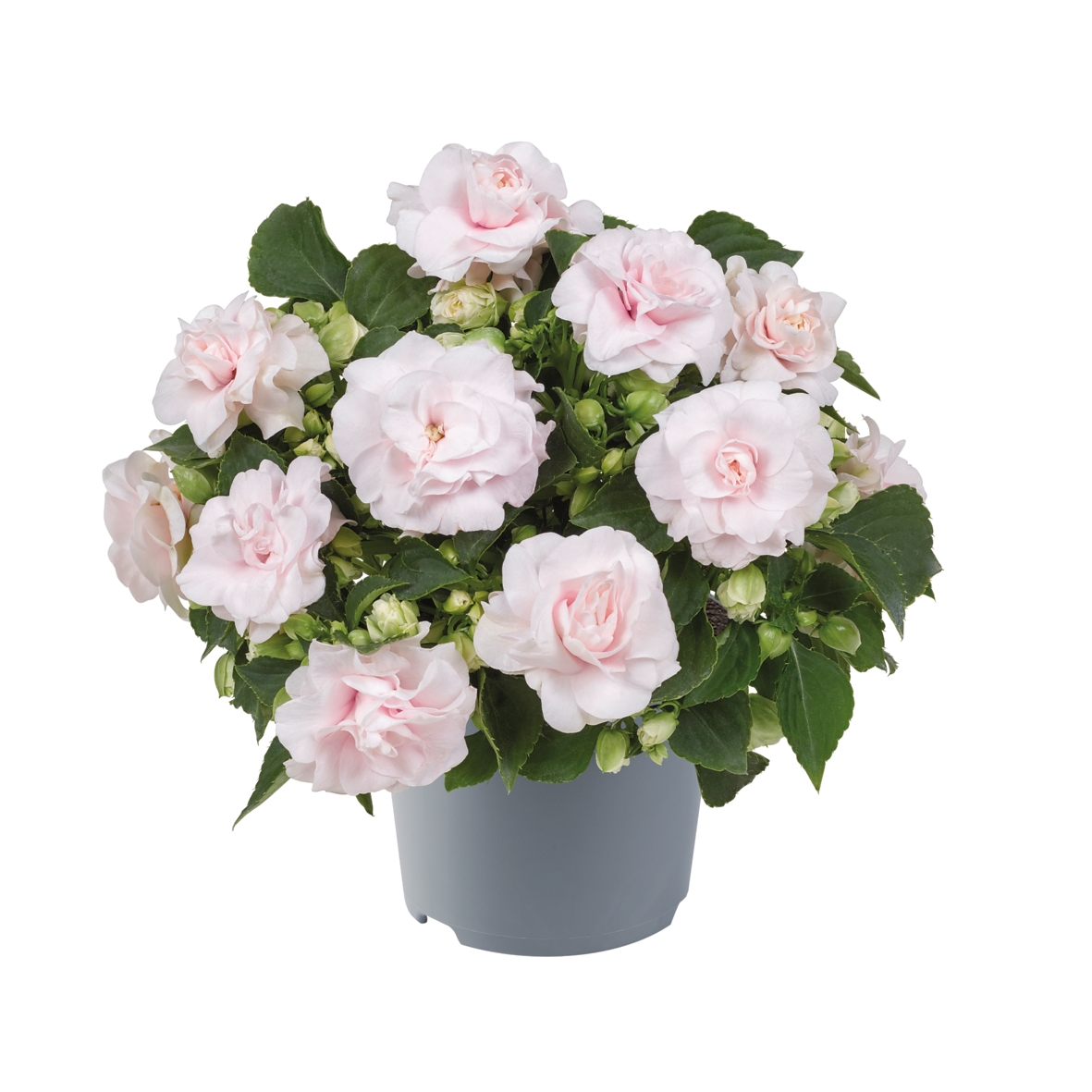 Impatiens walleriana Glimmer™ Appleblossom | Gardenhouse.sk