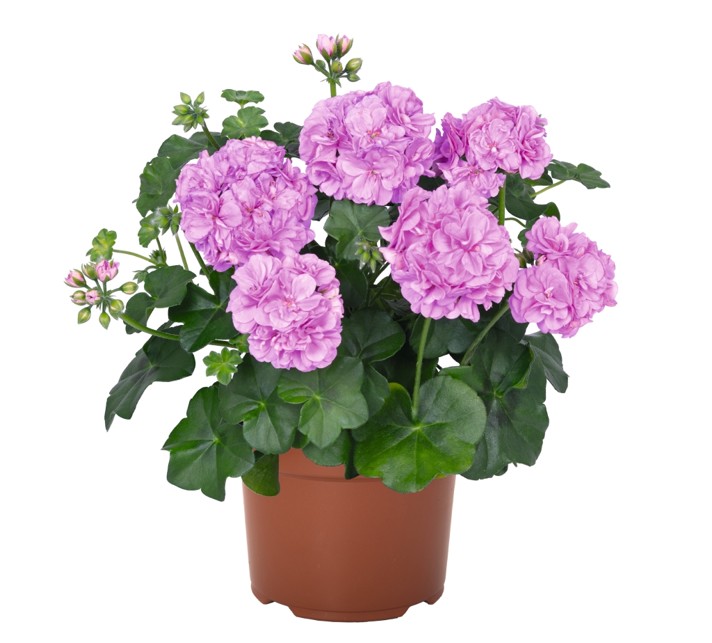 Pelargonium Peltatum Great Balls of Fire Lavender | Gardenhouse.sk