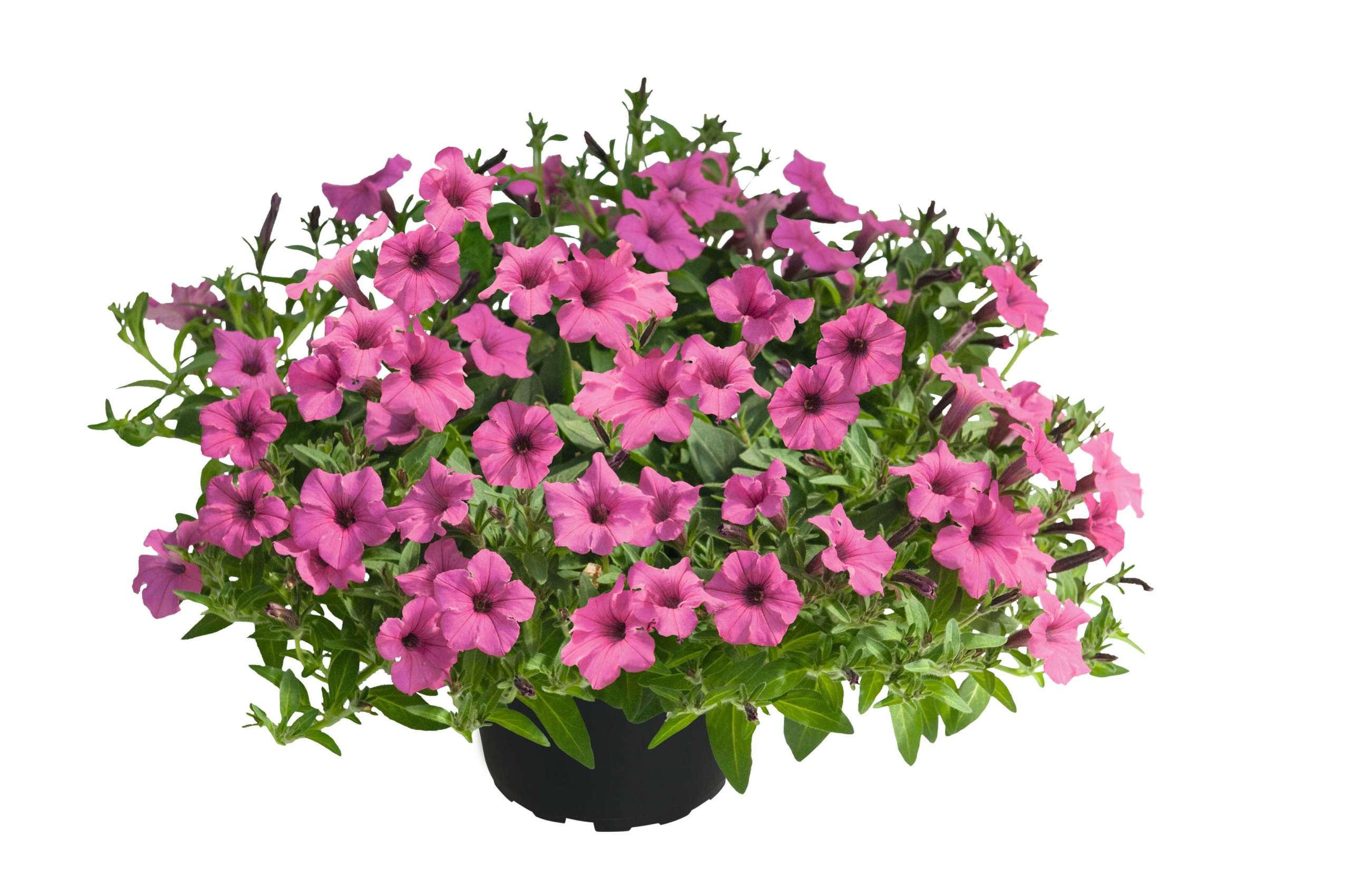 Petunia Mini Vista™ Hot Pink | Gardenhouse.sk