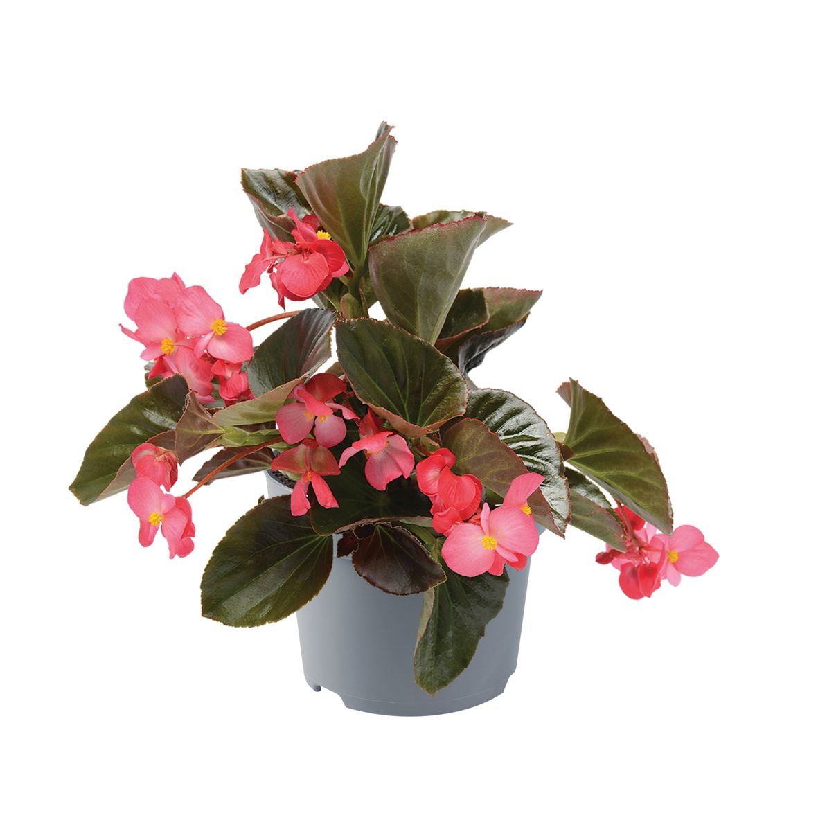 Begonia x-hybrida Megawatt™ Rose Bronze Leaf | Gardenhouse.sk