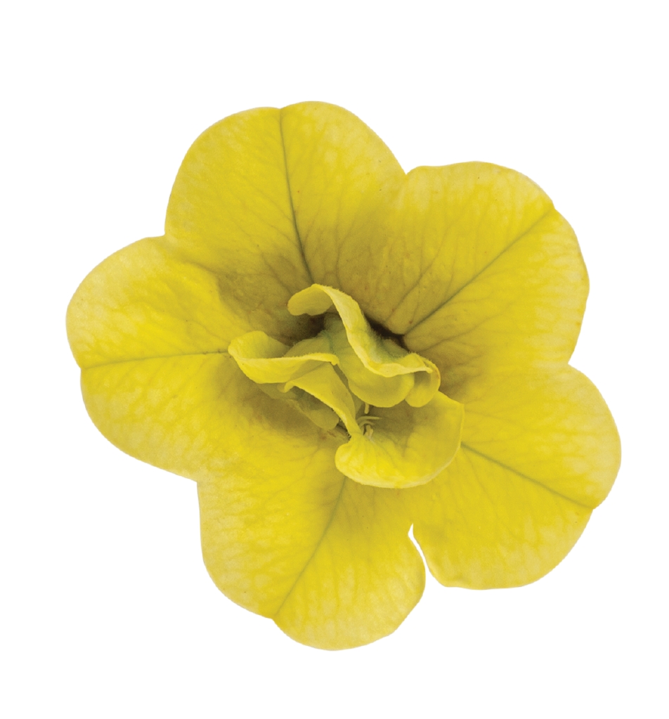 Calibrachoa Aloha Double Yellow | Gardenhouse.sk