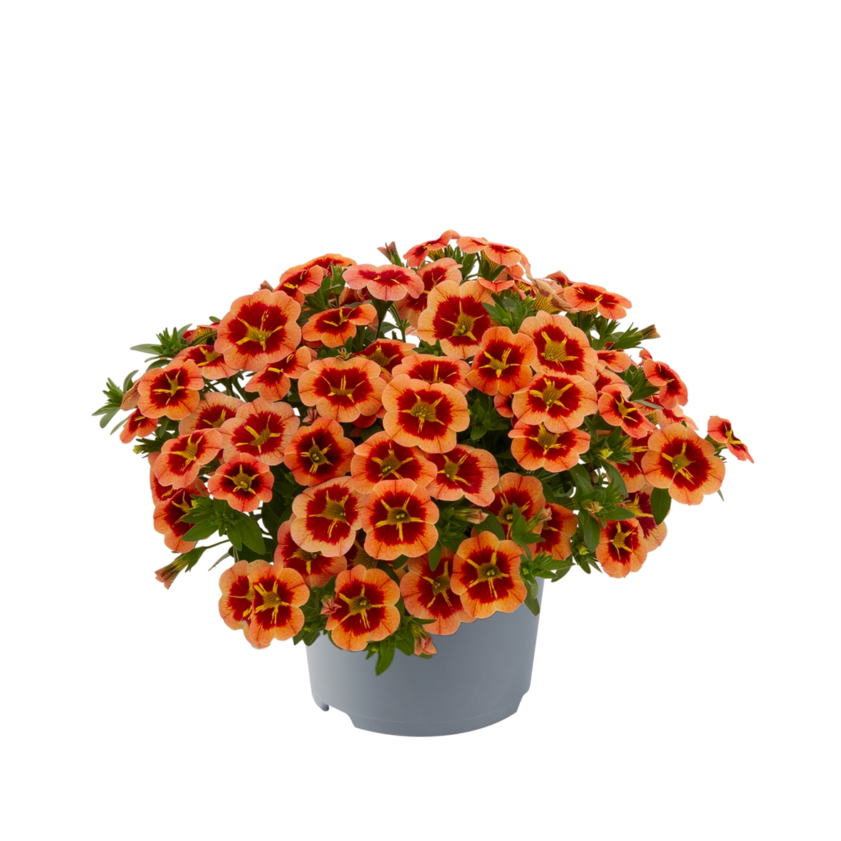Calibrachoa Parviflora Cabaret® Orange Star | Gardenhouse.sk