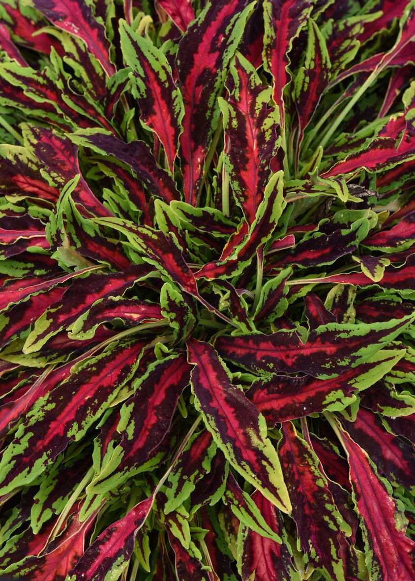 Coleus blumei Flame Thrower™ Spitfire | Gardenhouse.sk