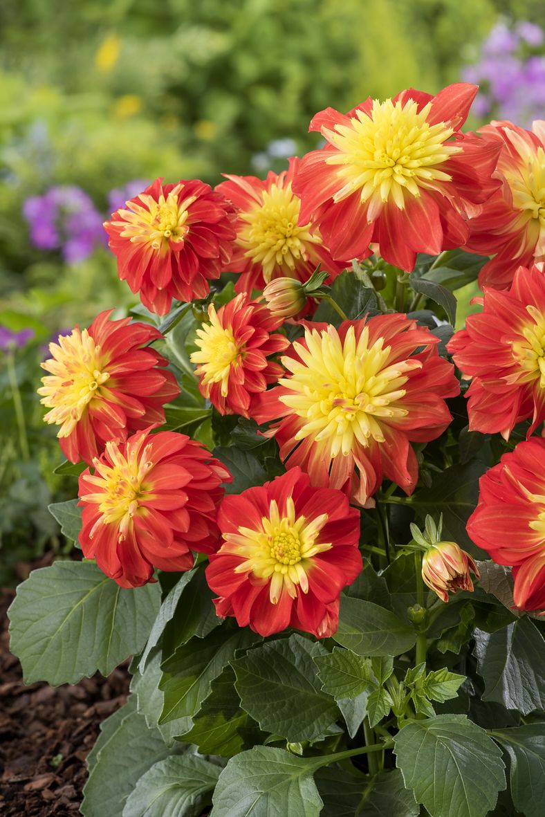 Dahlia coccinea Dalina® Maxi Fire Ball | Gardenhouse.sk