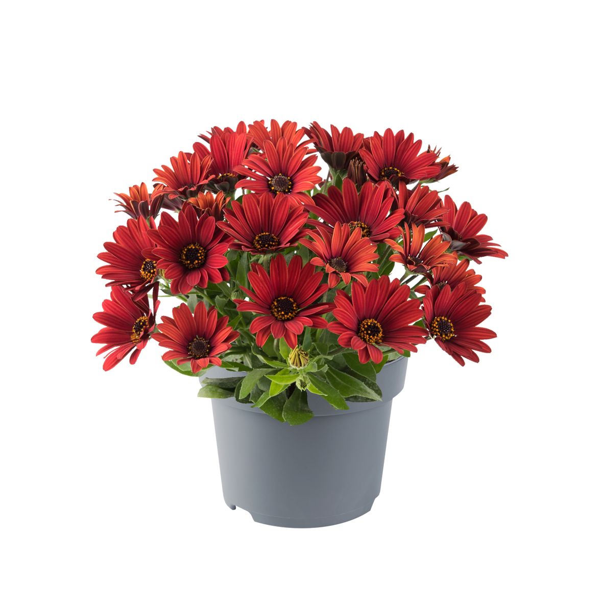 Osteospermum Ecklonis Dalina® Compact Red | Gardenhouse.sk