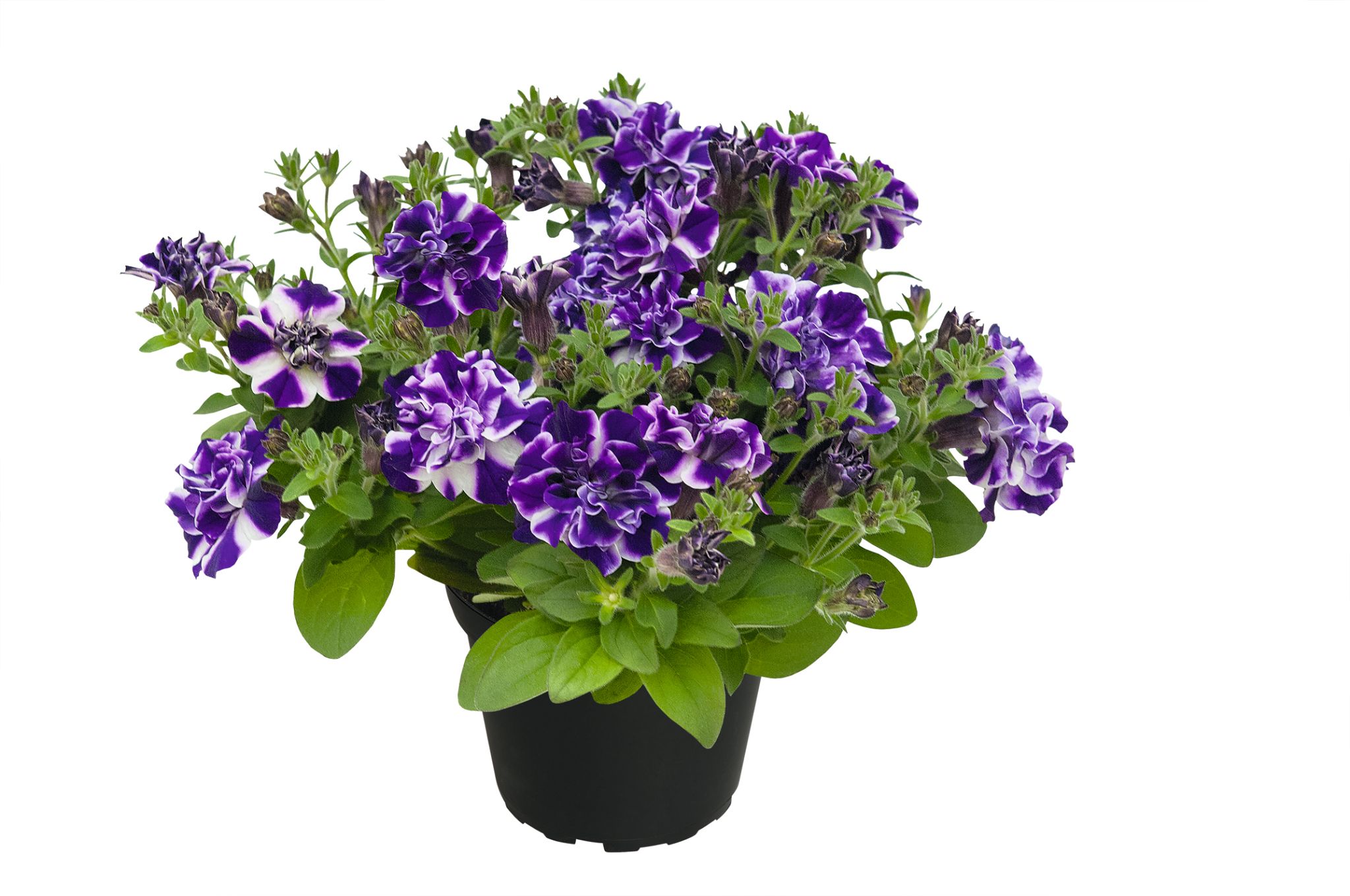 Petunia Blueberry Twist | Gardenhouse.sk