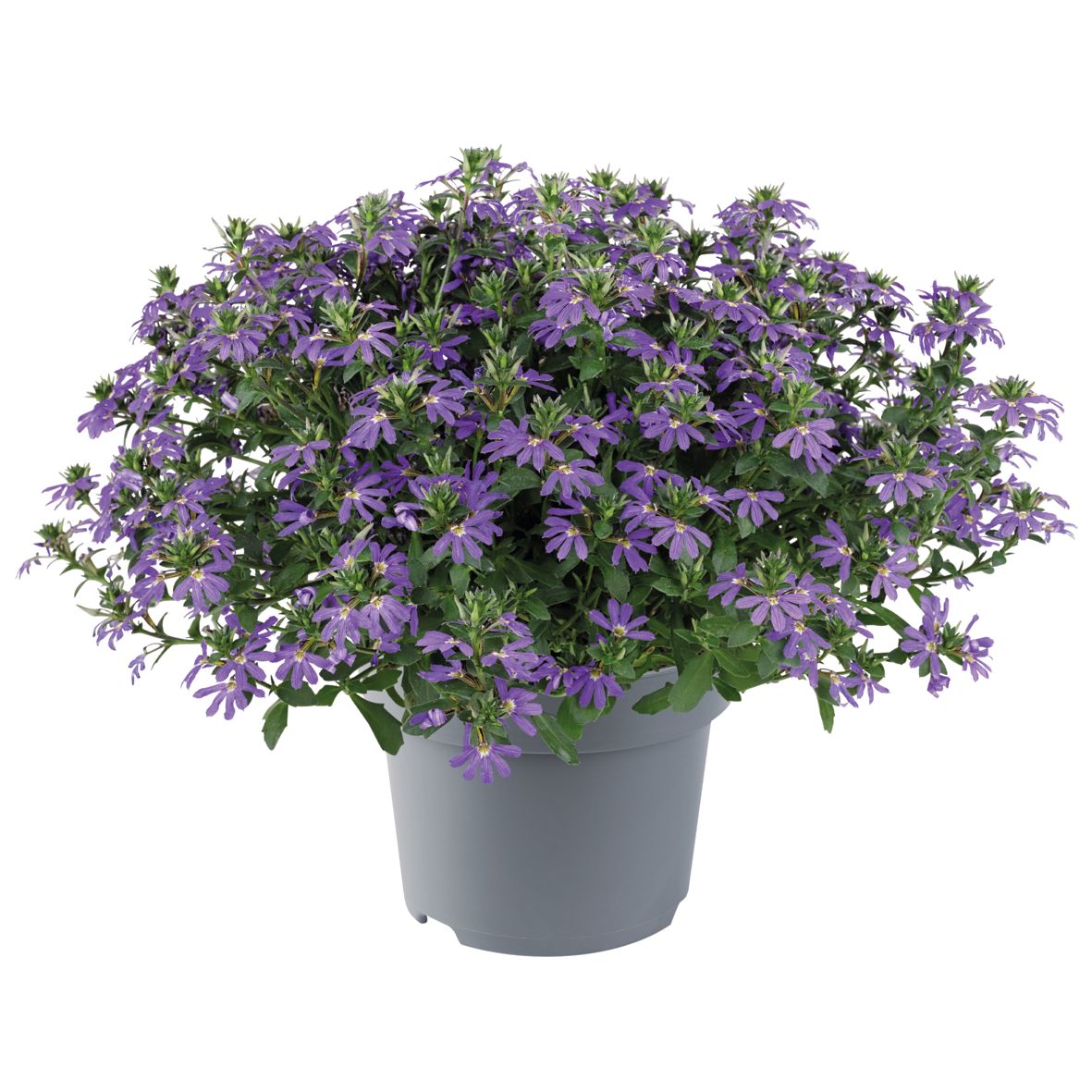 Scaevola Aemula Fancy Violet | Gardenhouse.sk