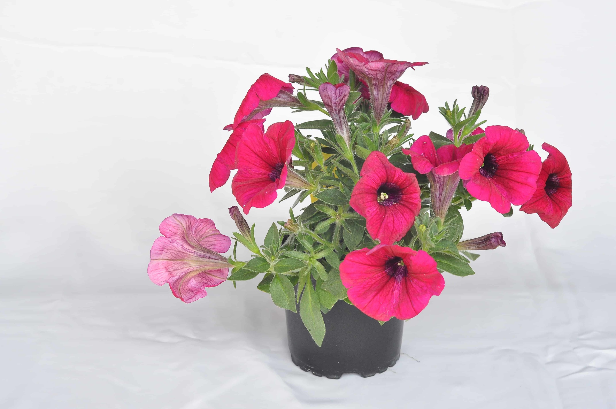 Calibrachoa Aloha Kona Dark Red | Gardenhouse.sk