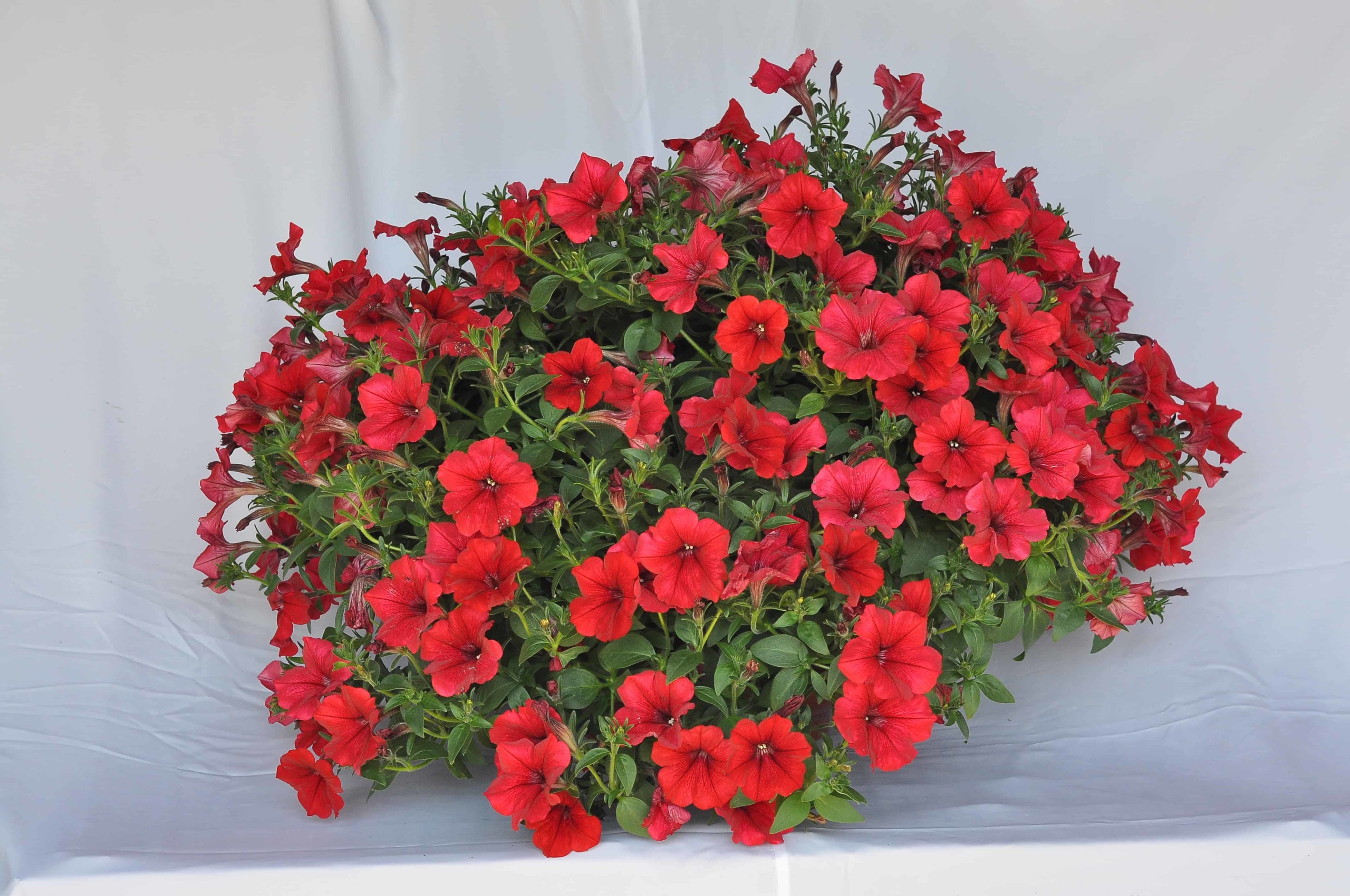 Calibrachoa Aloha Kona Dark Red | Gardenhouse.sk