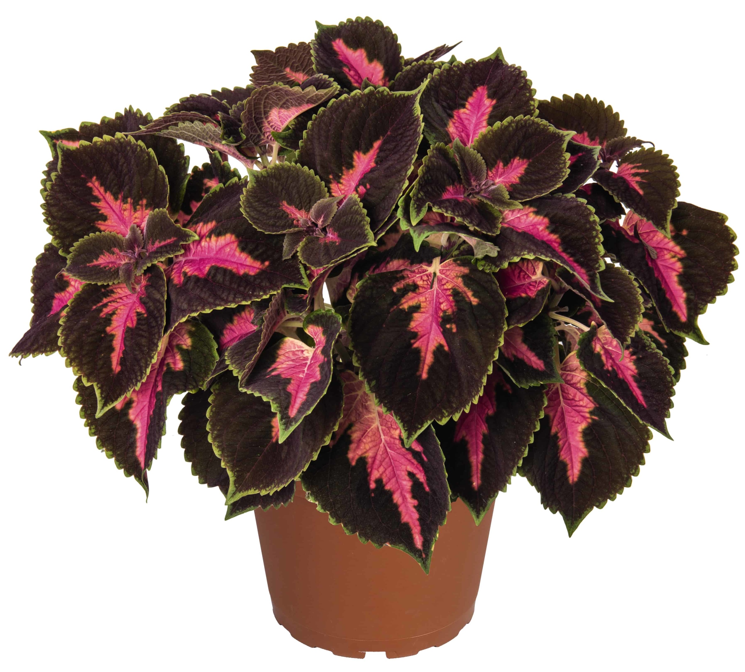 Coleus Main Street Fifth Avenue | Gardenhouse.sk