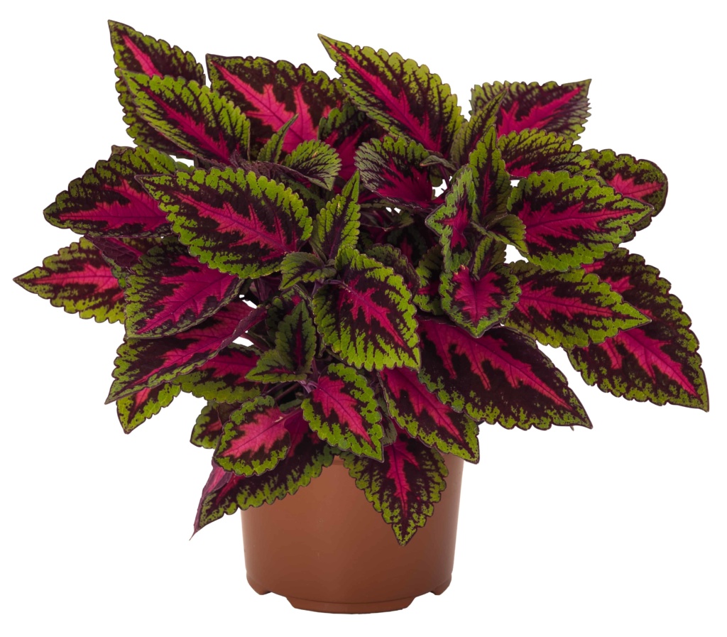 Coleus Main Street Ruby Road | Gardenhouse.sk