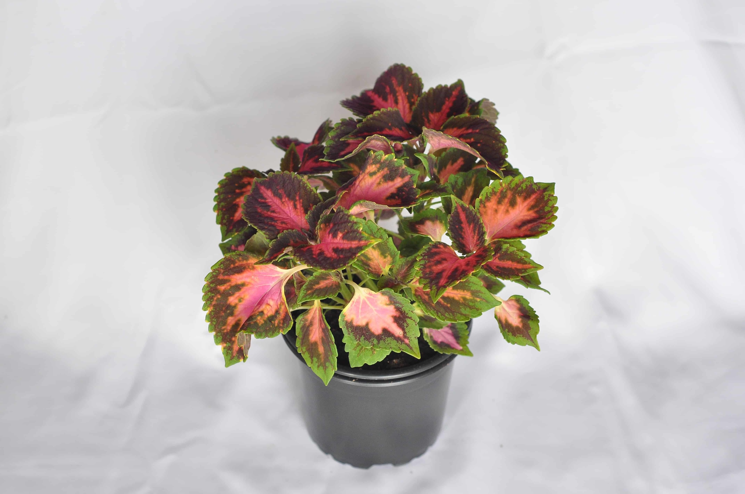 Coleus Main Street Ruby Road | Gardenhouse.sk