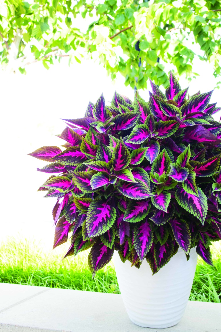 Coleus Main Street Ruby Road | Gardenhouse.sk