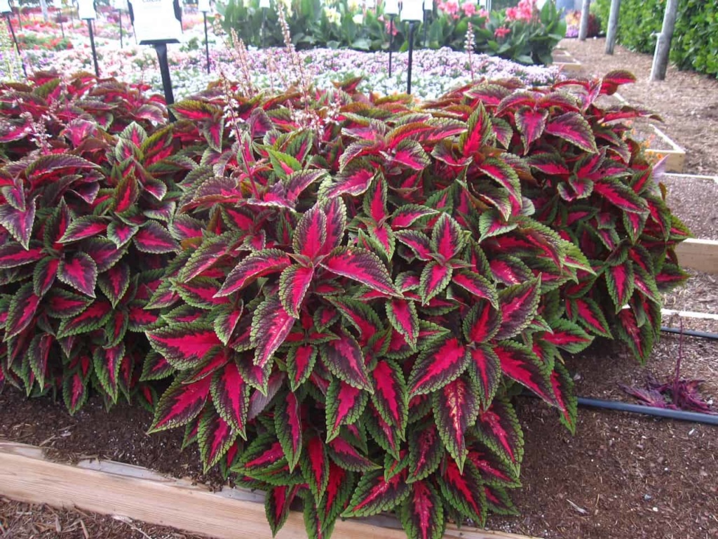 Coleus Main Street Ruby Road | Gardenhouse.sk