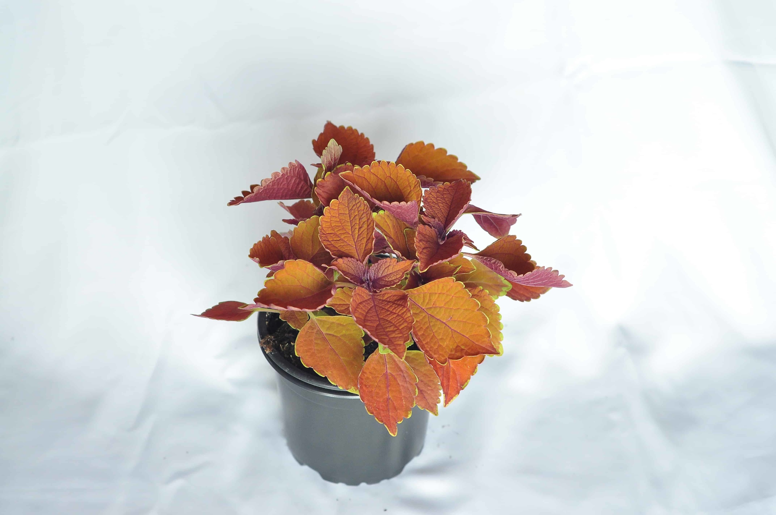 Coleus Main Street Wall Street | Gardenhouse.sk