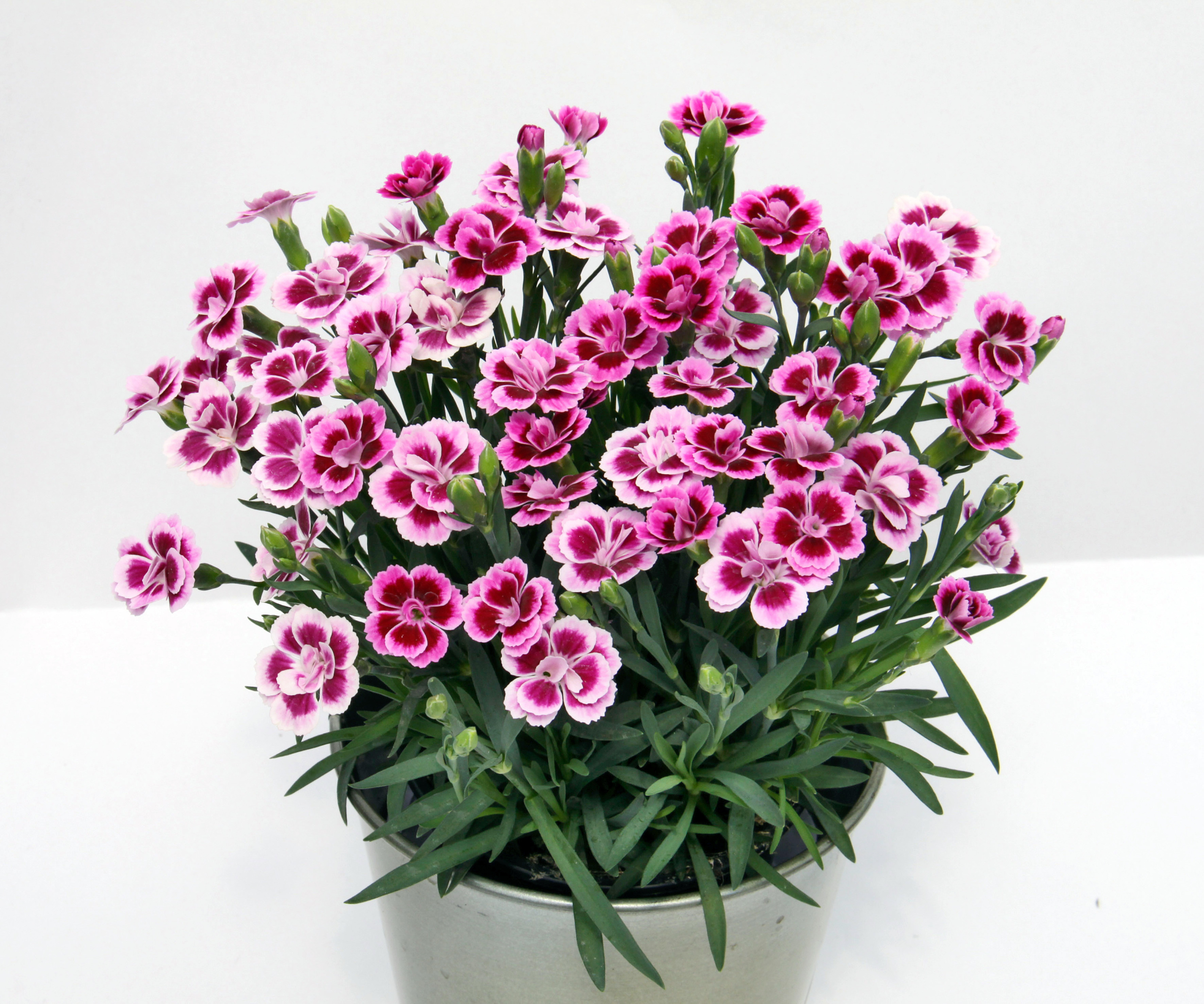 Dianthus Pink Kisses ® | Gardenhouse.sk