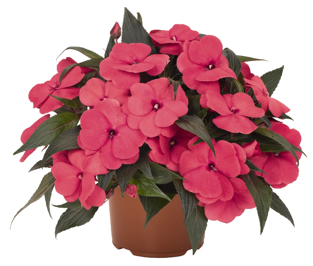 Impatiens New Guinea Magnum Hot Pink | Gardenhouse.sk