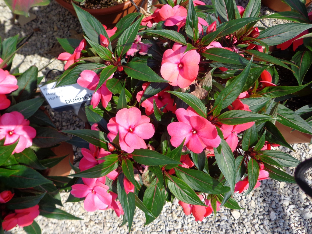 Impatiens New Guinea Magnum Hot Pink | Gardenhouse.sk