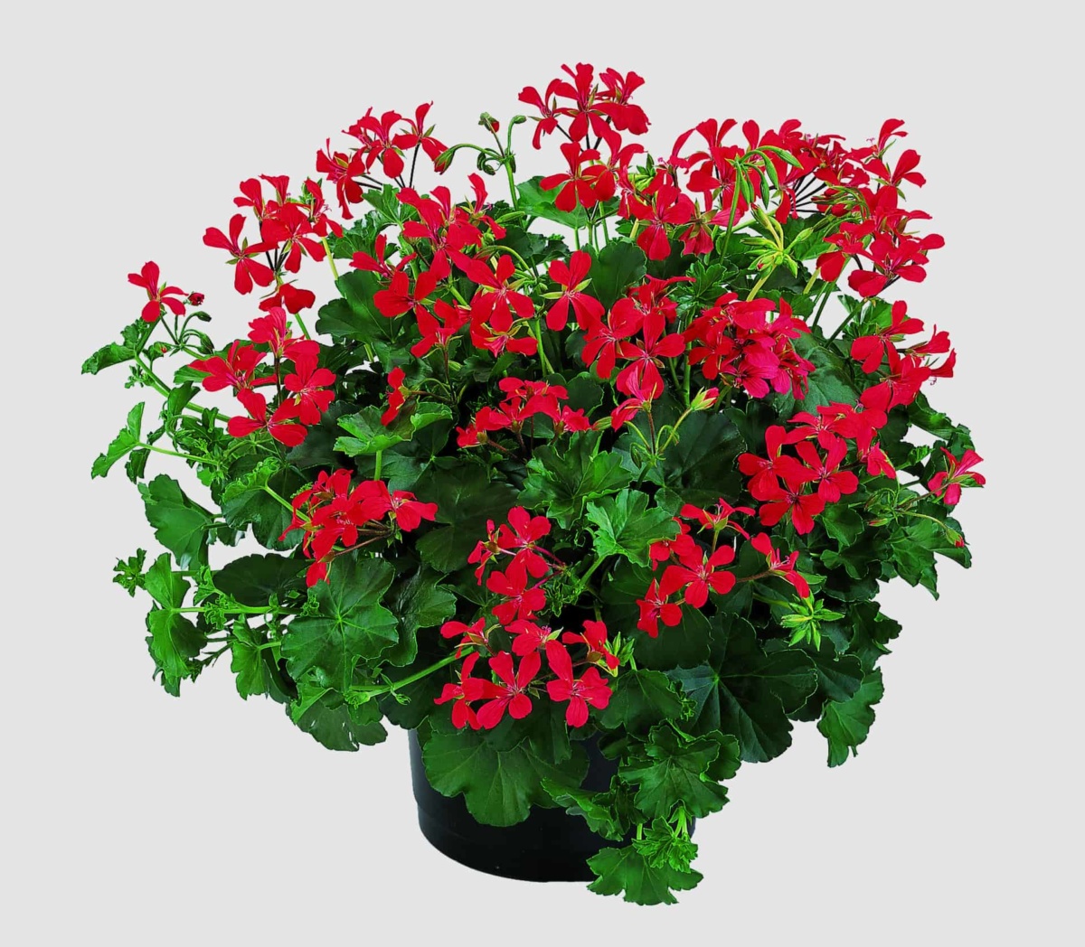 Pelargonium Peltatum Classic Single Ville de Paris Red | Gardenhouse.sk