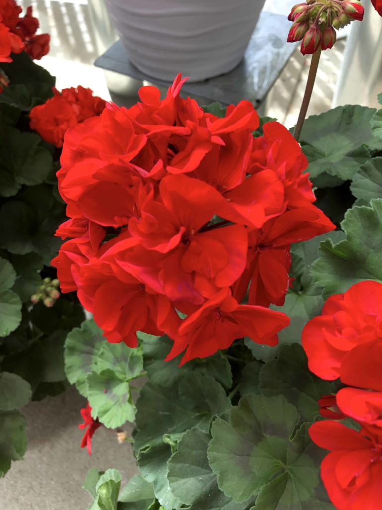 Pelargonium Zonale Savannah Really Red | Gardenhouse.sk