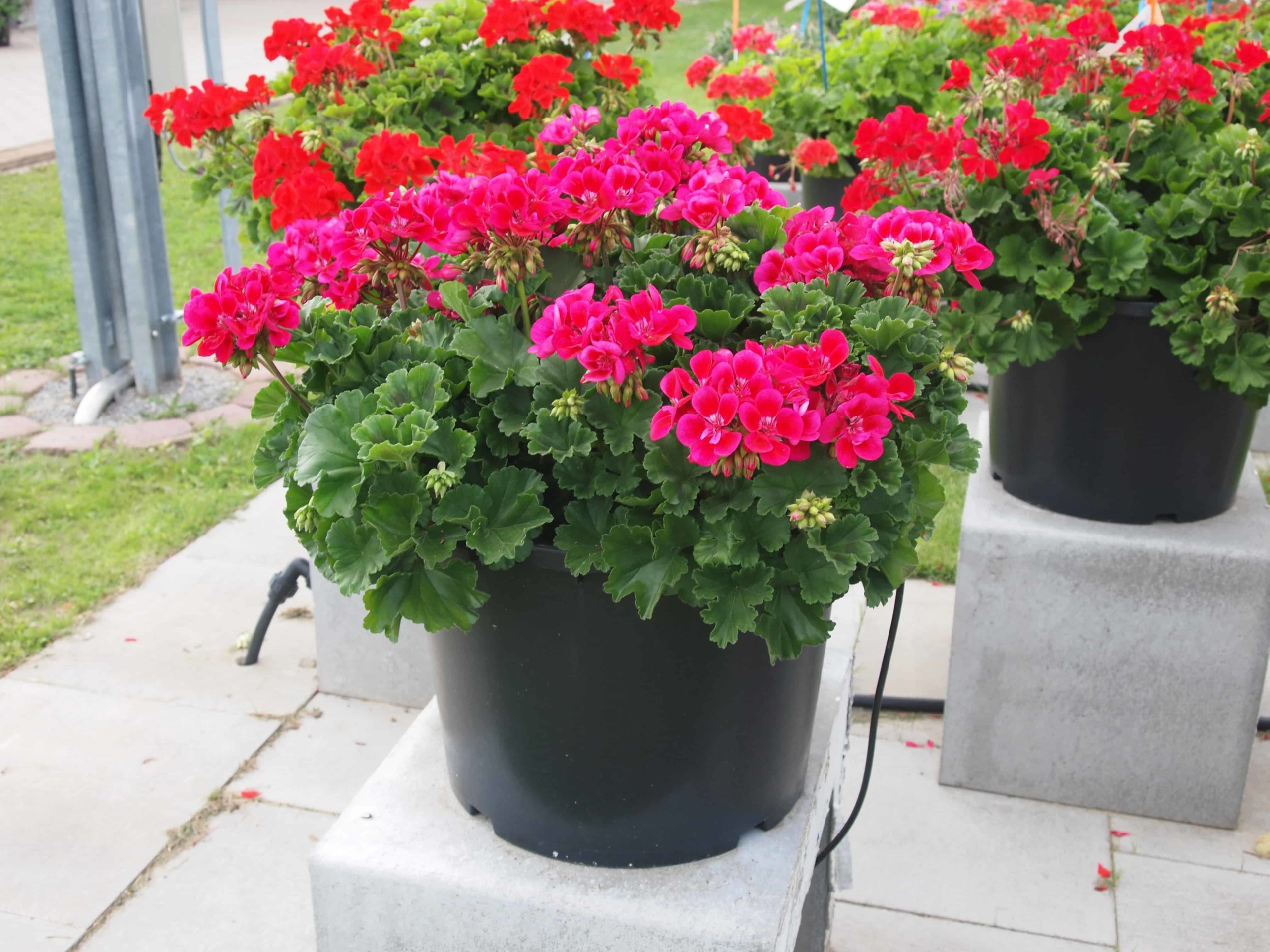 Pelargonium Zonale Savannah Texmex Merlot Sizzle | Gardenhouse.sk