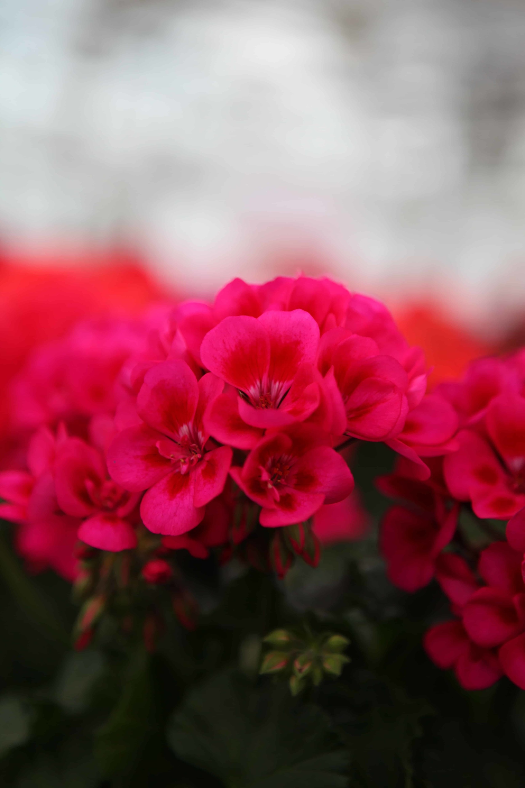 Pelargonium Zonale Savannah Texmex Merlot Sizzle | Gardenhouse.sk
