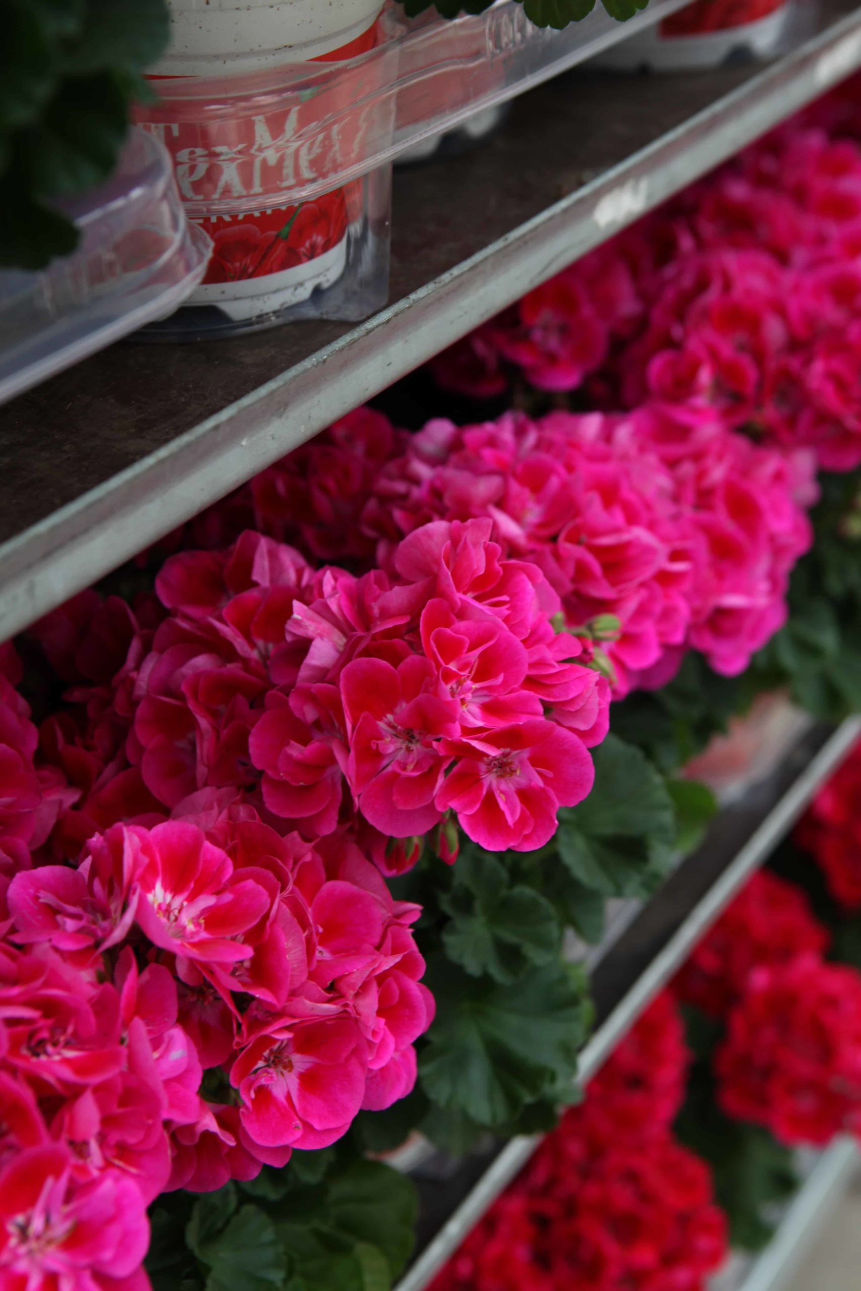 Pelargonium Zonale Savannah Texmex Merlot Sizzle | Gardenhouse.sk