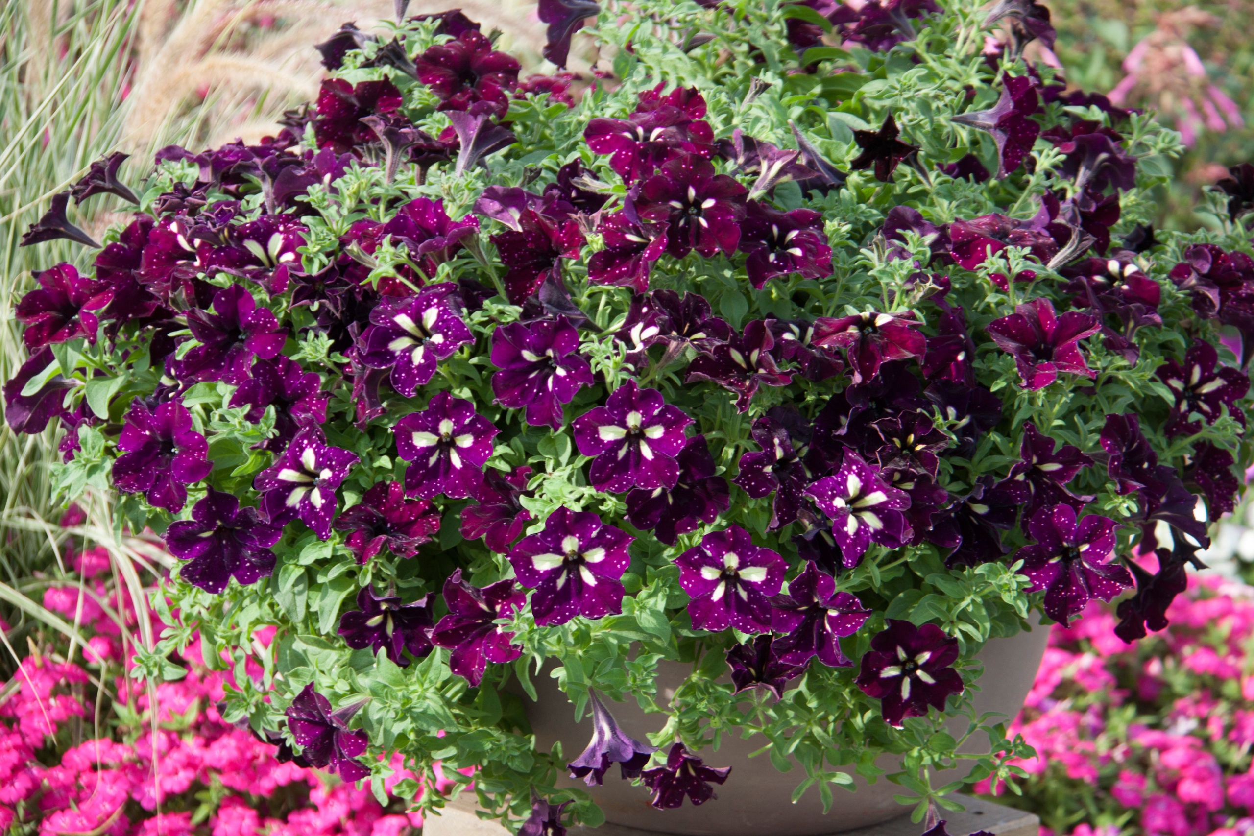 Petunia LightningSky® | Gardenhouse.sk